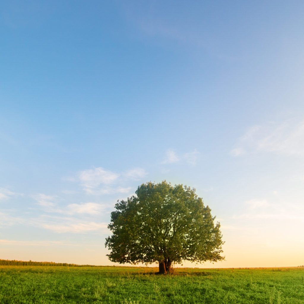 February Acronym of the Month - FAE - Carbon Farming